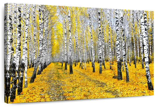 Elephant Stock Autumn Birch Forest Trees Wall Art - Horizontal Canvas ...