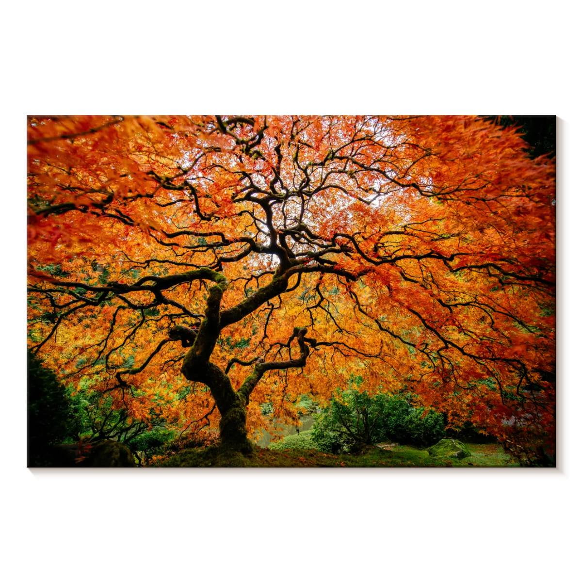 Elephant Stock Autumn Japanese Maple Tree Wall Art - Horizontal Canvas ...