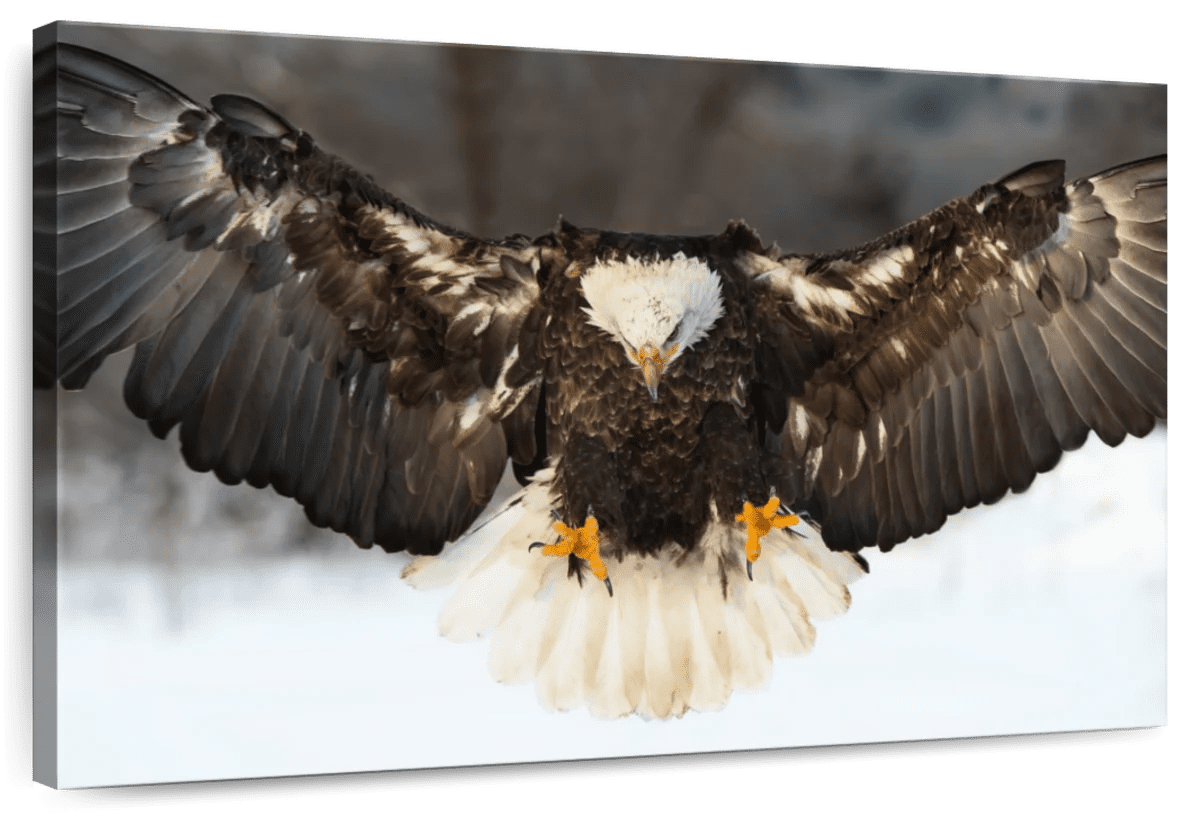 Elephant Stock Bald Eagle Landing Wall Art - Horizontal Canvas Wall Art ...