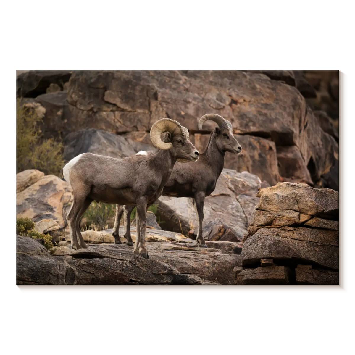 Elephant Stock Bighorn Sheep Couple Wall Art - Horizontal Canvas Wall ...
