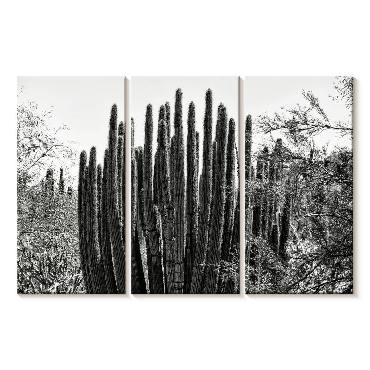 Elephant Stock Black Arizona - Big Cactus Wall Art - Horizontal Multi ...
