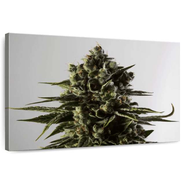 Elephant Stock Blossoming Cannabis Plant Wall Art - Horizontal Canvas ...
