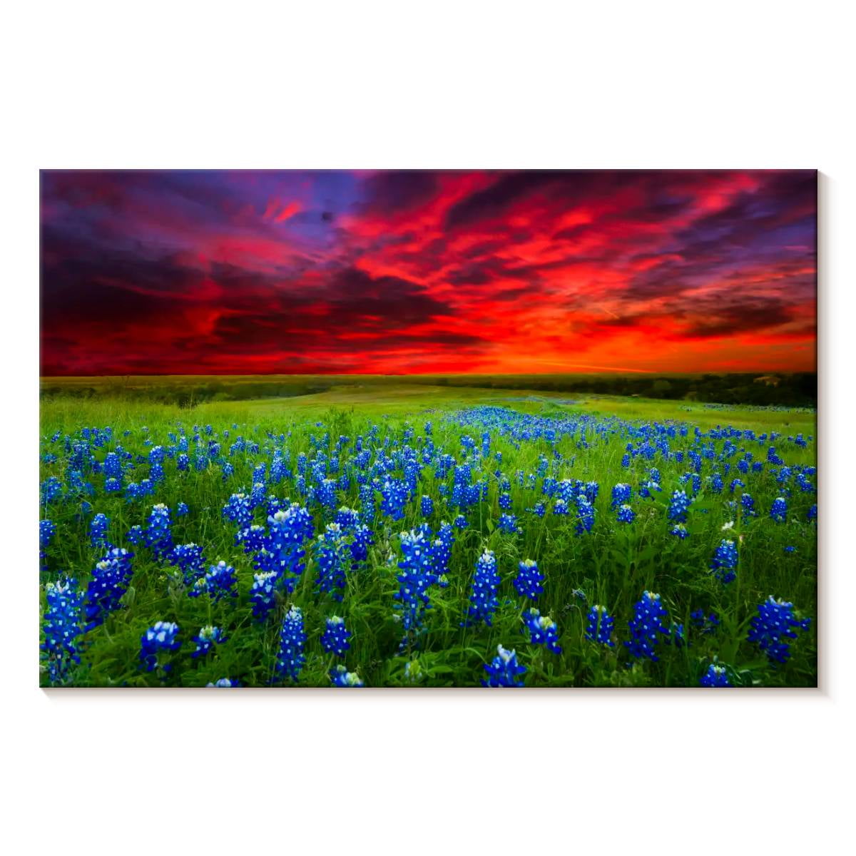 Elephant Stock Bluebonnets At Sunset I Wall Art - Horizontal Canvas ...