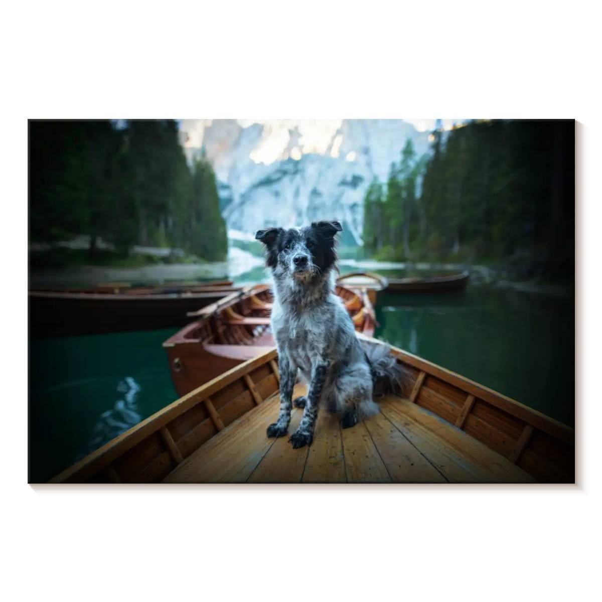 Elephant Stock Border Collie On Boat Wall Art - Horizontal Canvas Wall ...