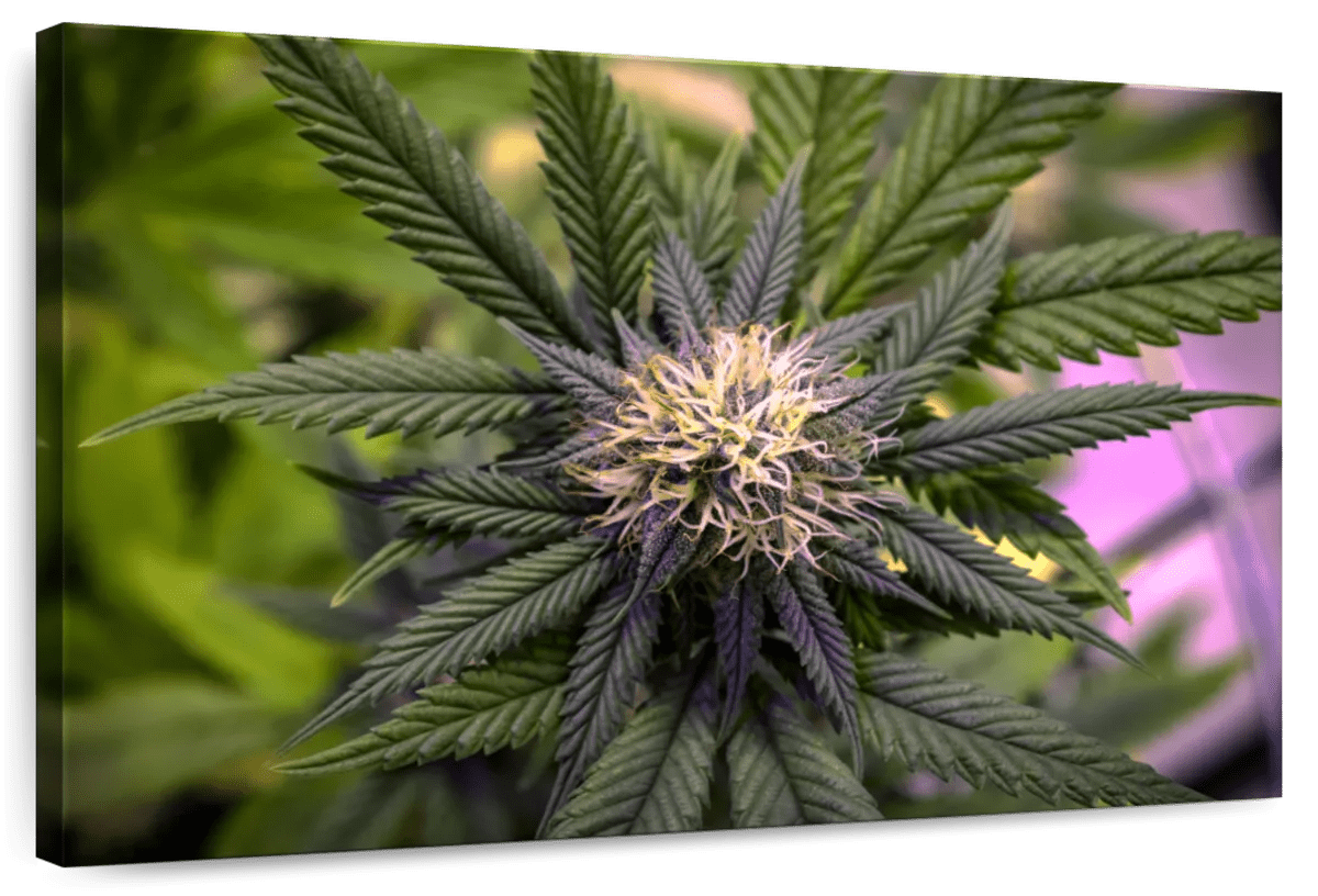 Elephant Stock Cannabis Bud Close Up Wall Art - Horizontal Canvas Wall ...