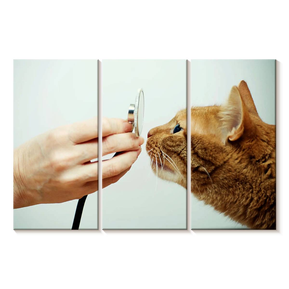 Elephant Stock Cat Vet Wall Art - Horizontal Multi Panel Canvas ...