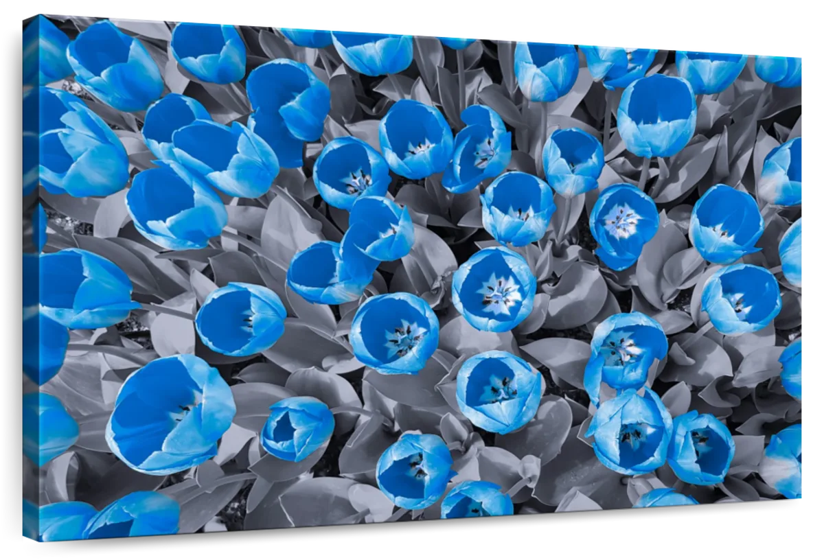 Elephant Stock Cerulean Tulips Wall Art - Horizontal Canvas Wall Art ...