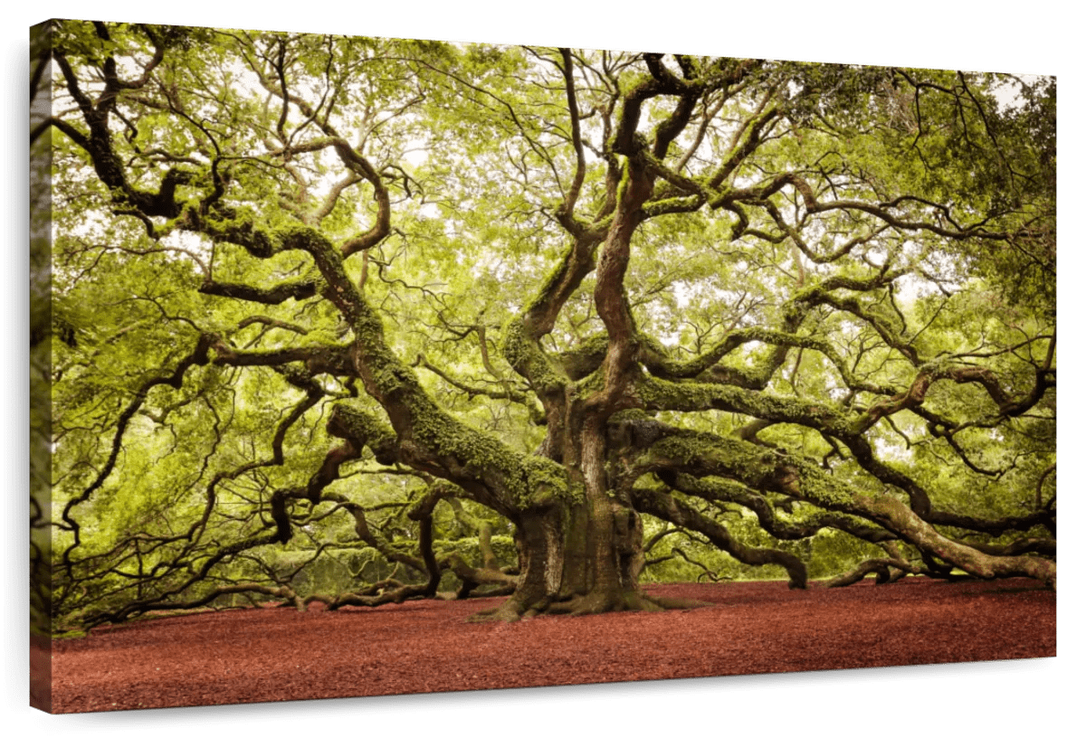 Elephant Stock Charleston Angel Oak Tree Wall Art - Horizontal Canvas ...