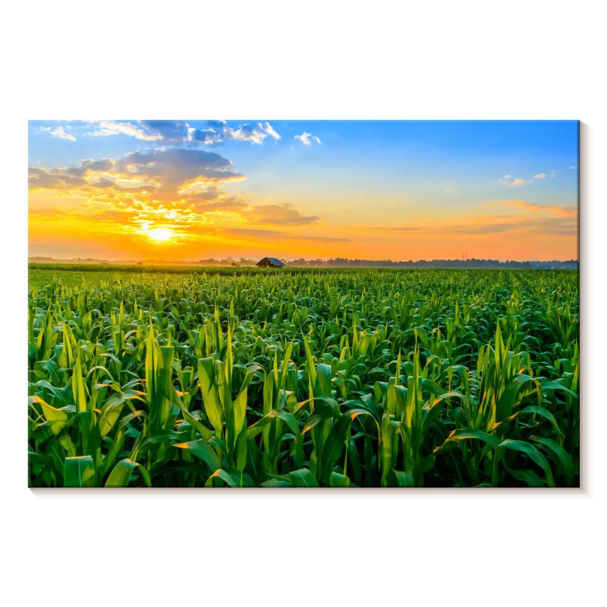 Elephant Stock Cornfield Sunset Scene Wall Art - Horizontal Canvas Wall ...