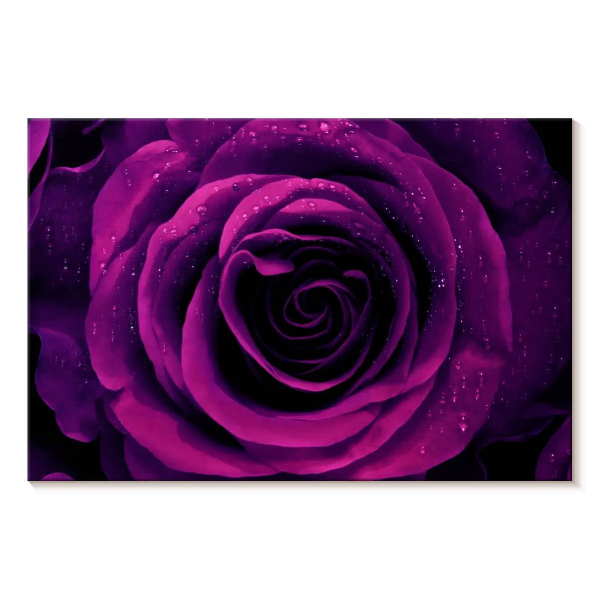 Elephant Stock Dewy Purple Rose Wall Art - Horizontal Canvas Wall Art ...