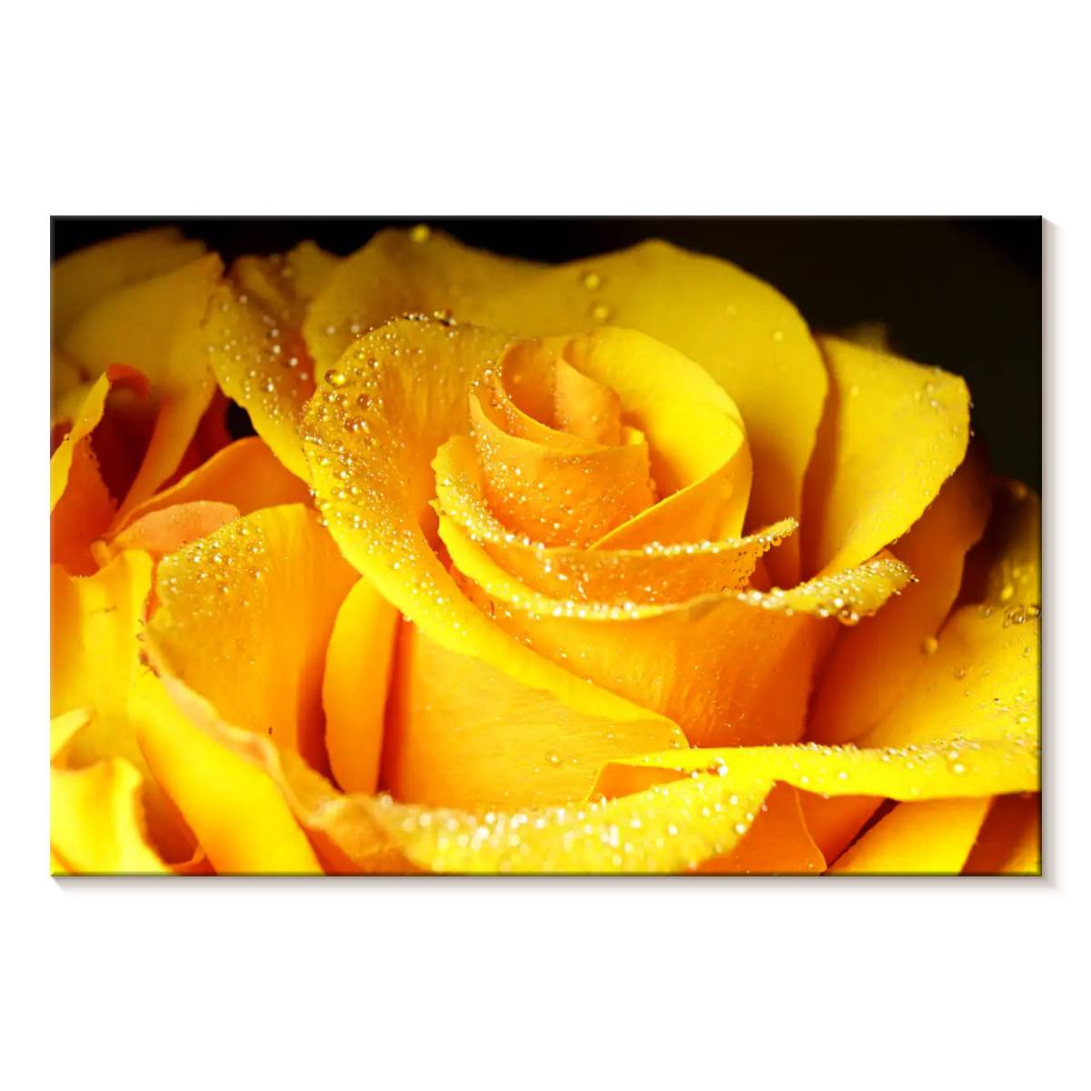 Elephant Stock Dewy Yellow Rose Wall Art - Horizontal Canvas Wall Art ...