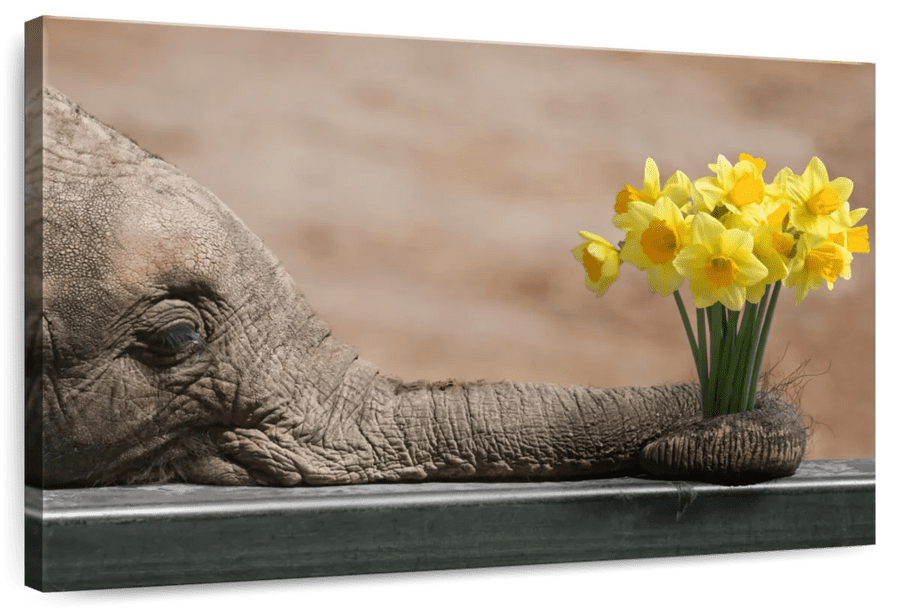 Elephant Stock Elephant And Yellow Daffodil Wall Art - Horizontal ...