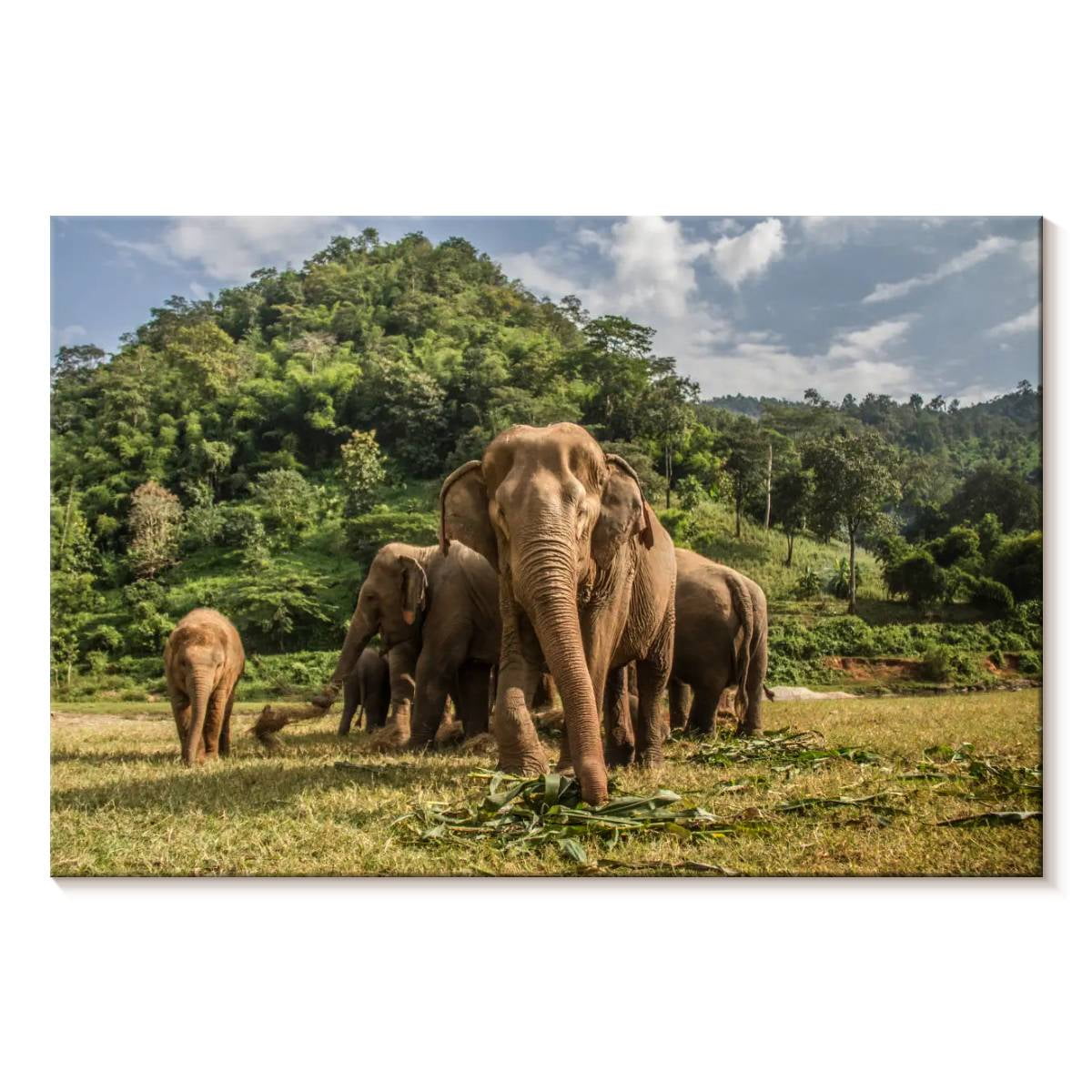 Elephant Stock Elephants In Chiang Mai Wall Art - Horizontal Canvas ...