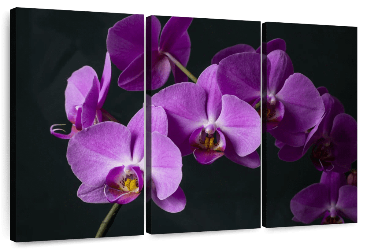 Elephant Stock Fancy Purple Orchids Wall Art - Horizontal Multi Panel ...