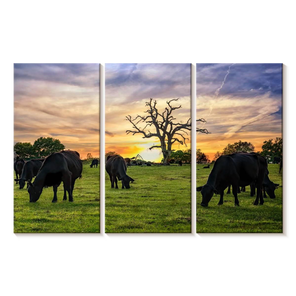 Elephant Stock Grazing Aberdeen Angus Wall Art - Horizontal Multi Panel ...