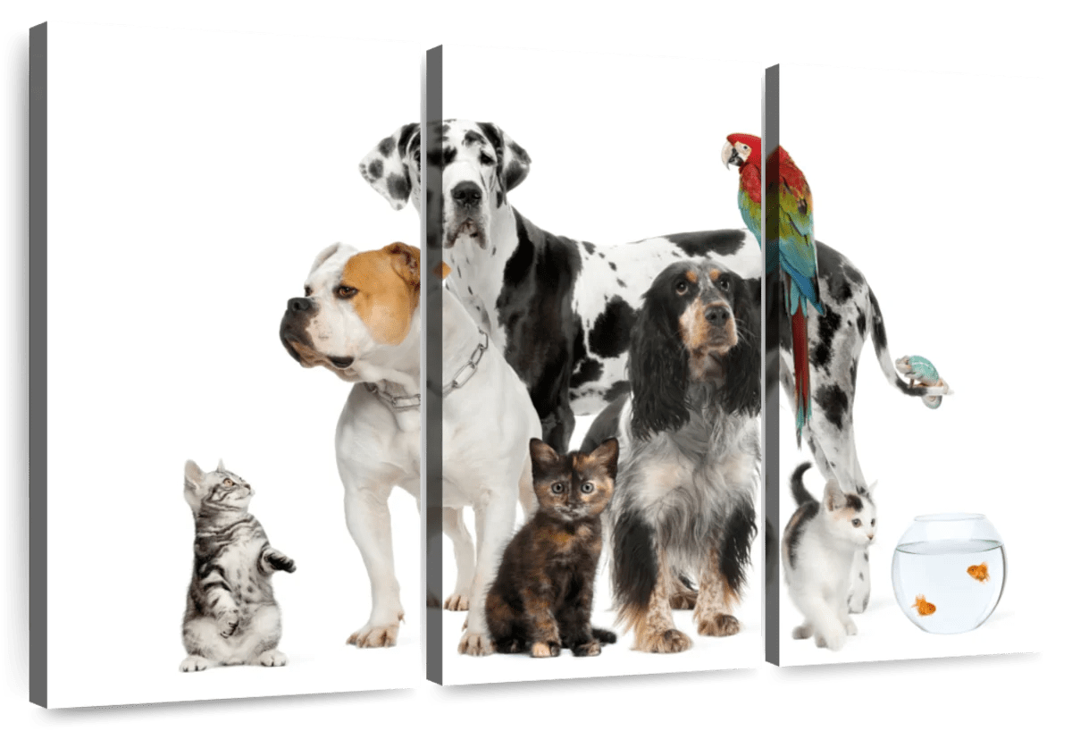 Elephant Stock Group Of House Pets Wall Art - Horizontal Multi Panel ...