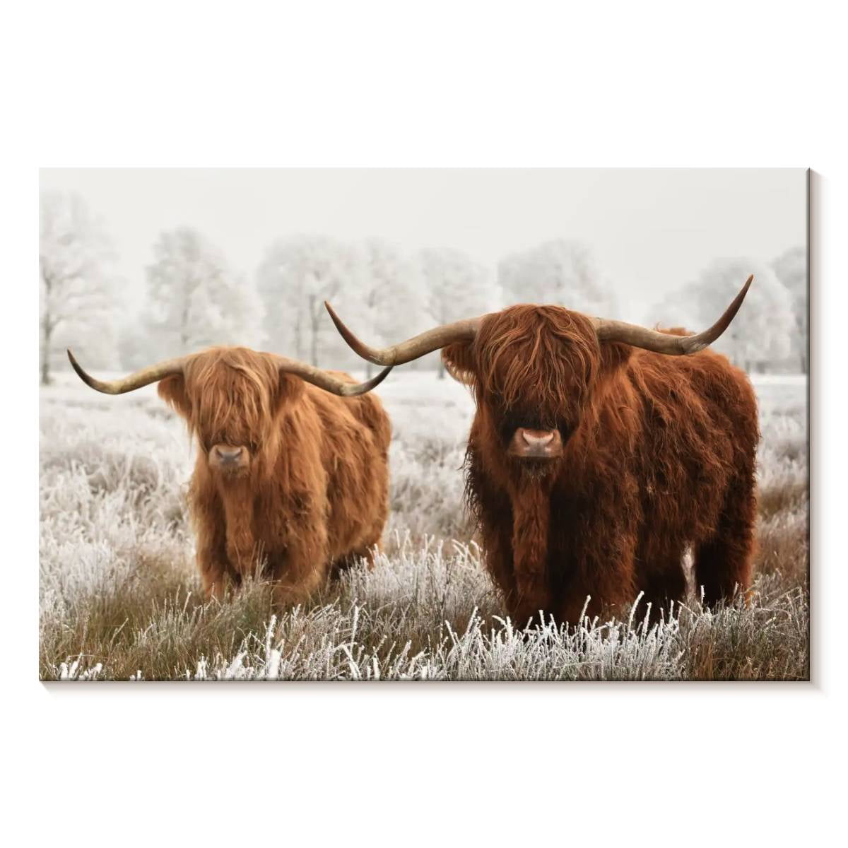 Elephant Stock Hairy Scottish Highland Cows Wall Art - Horizontal ...