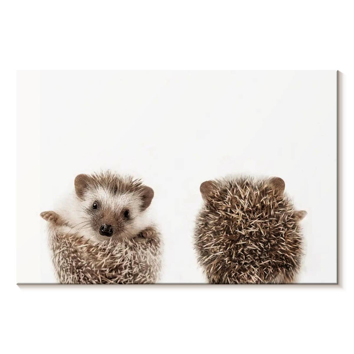 Elephant Stock Hedgehog Front And Back Portrait Wall Art - Horizontal ...