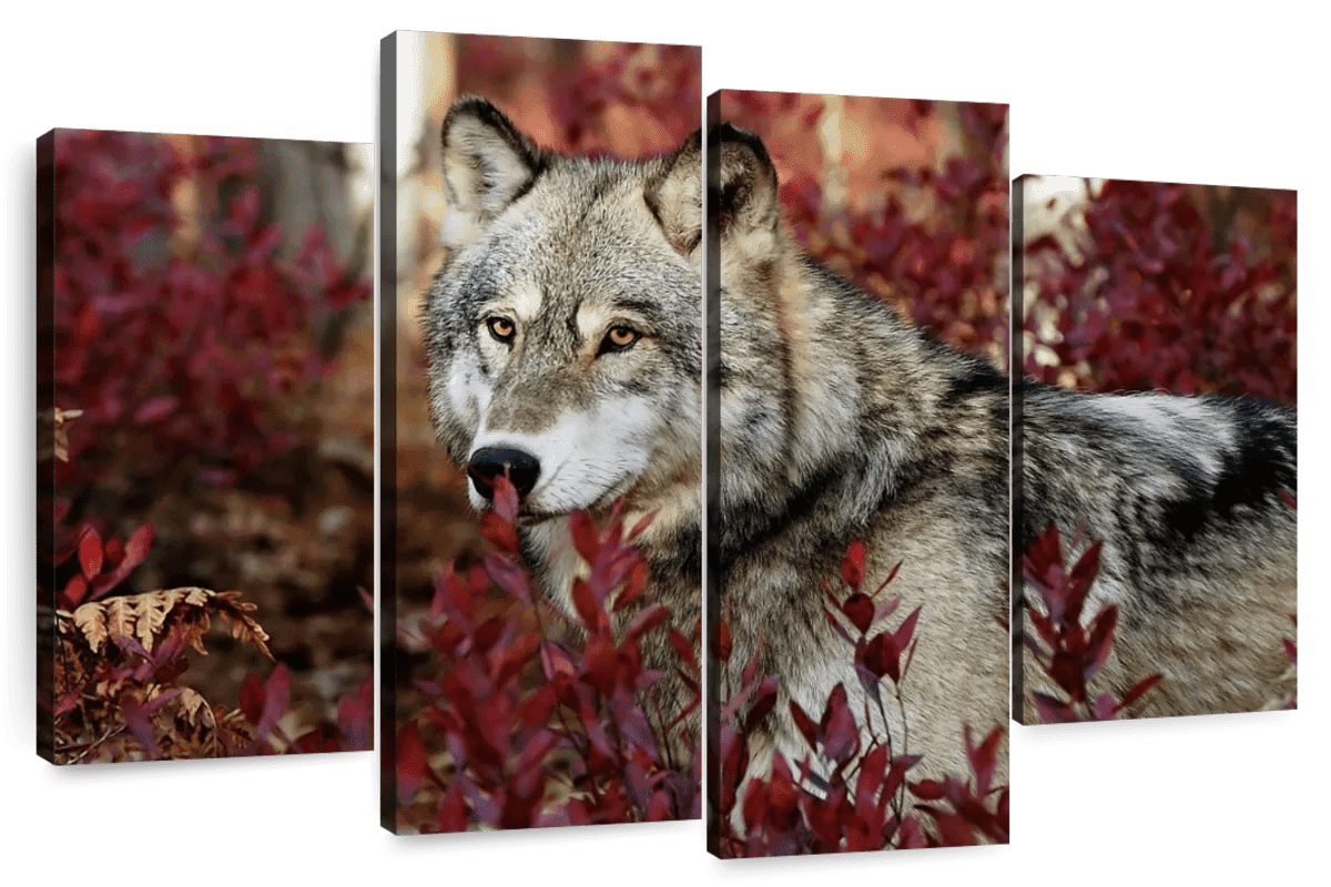 Elephant Stock Hiding Timber Wolf Wall Art - Horizontal Multi Panel ...