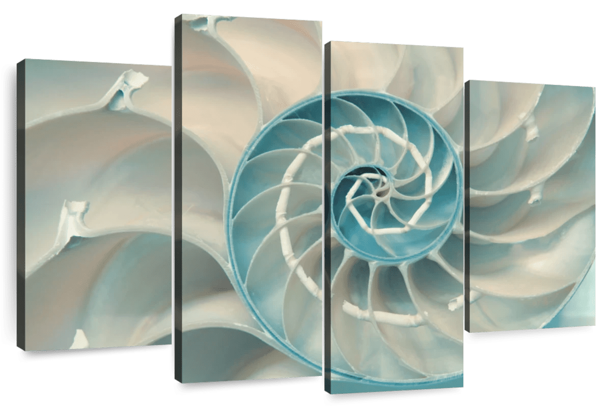 Elephant Stock Inside A Nautilus Shell Wall Art - Horizontal Multi ...