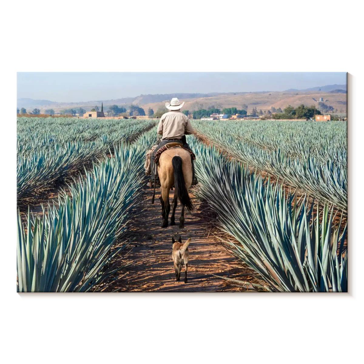 Elephant Stock Inspecting Agave Plantation Wall Art - Horizontal Canvas ...