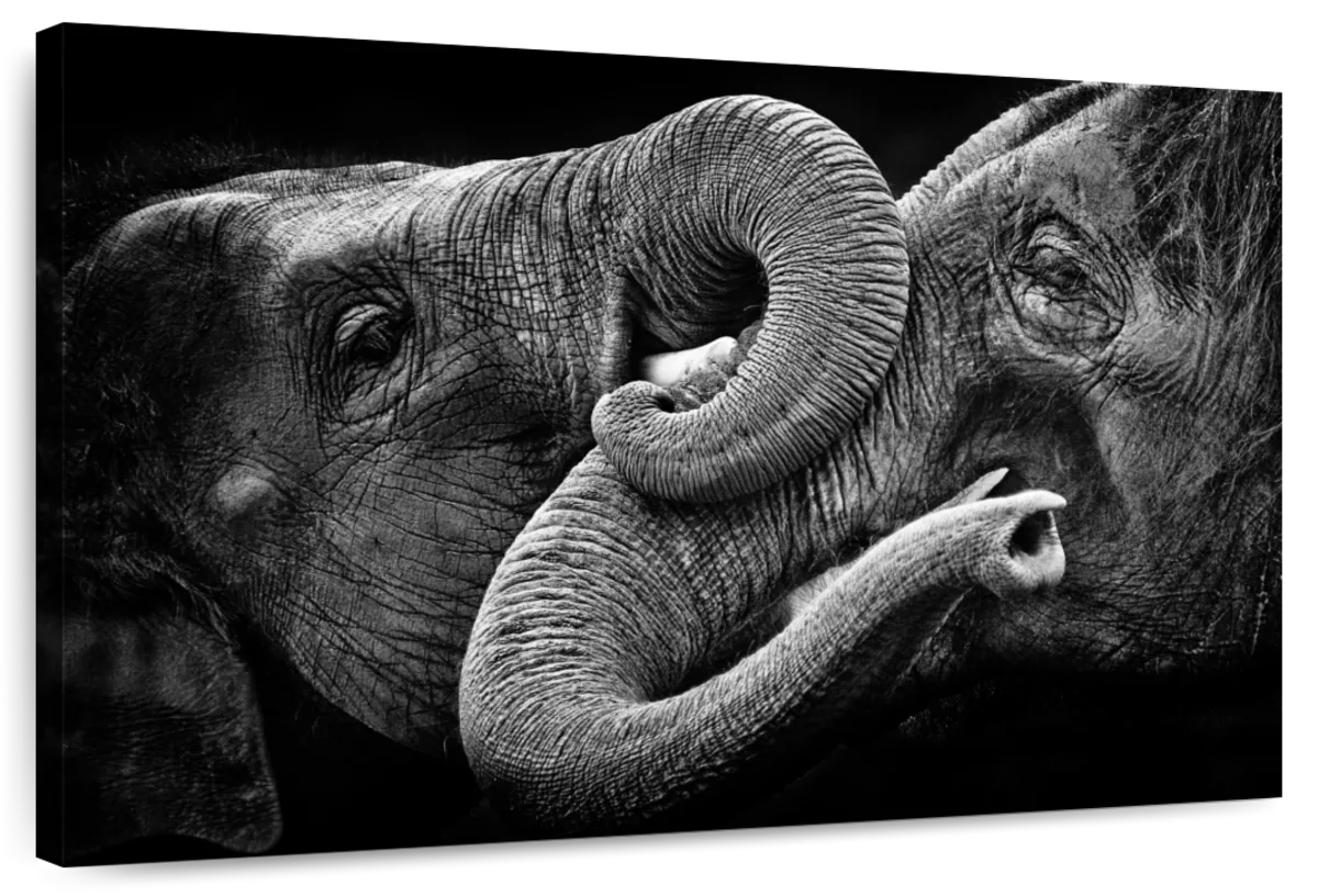 Elephant Stock Kissing Elephants Wall Art - Horizontal Canvas Wall Art ...