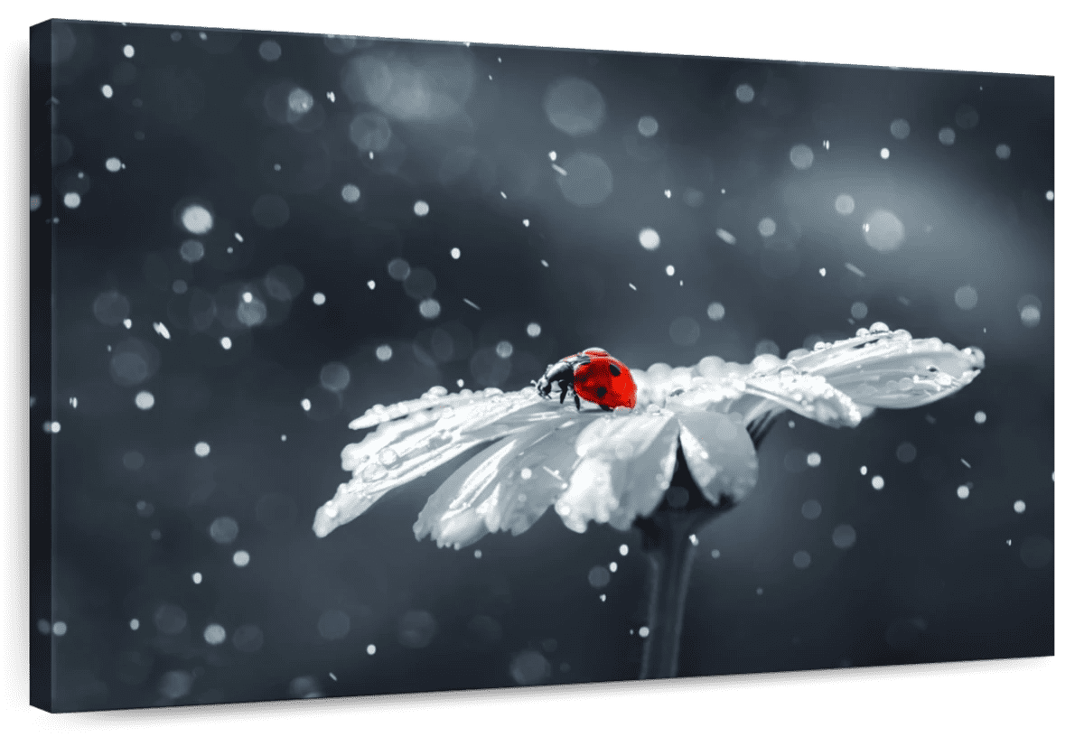 Elephant Stock Ladybug On Daisy Flower Wall Art - Horizontal Canvas ...