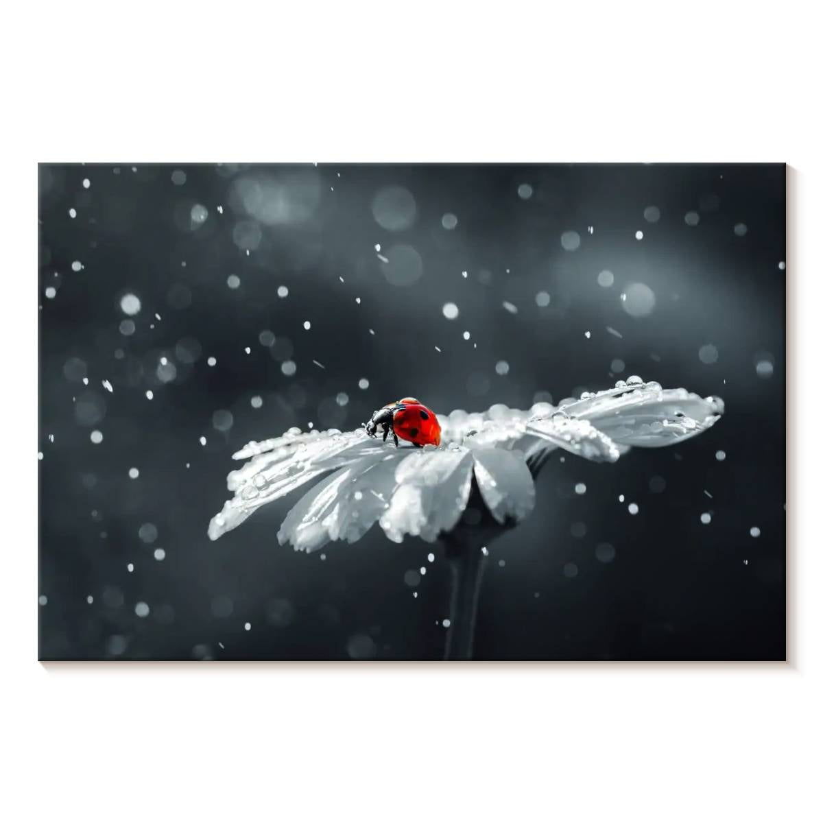 Elephant Stock Ladybug On Daisy Flower Wall Art - Horizontal Canvas ...