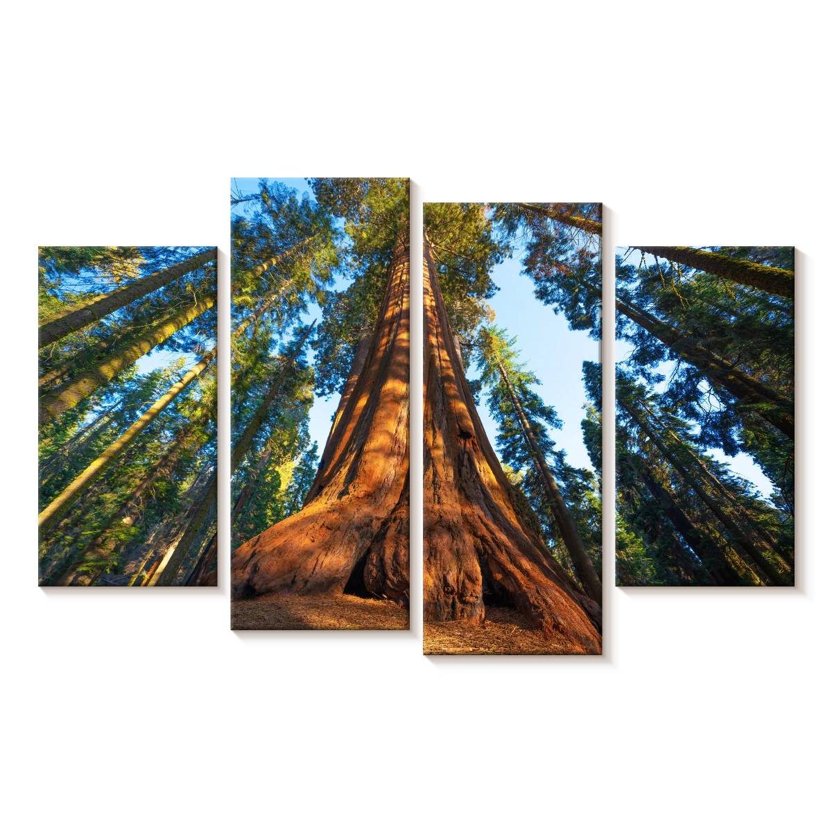 Elephant Stock Lofty Sequoia Tree Wall Art - Horizontal Multi Panel ...