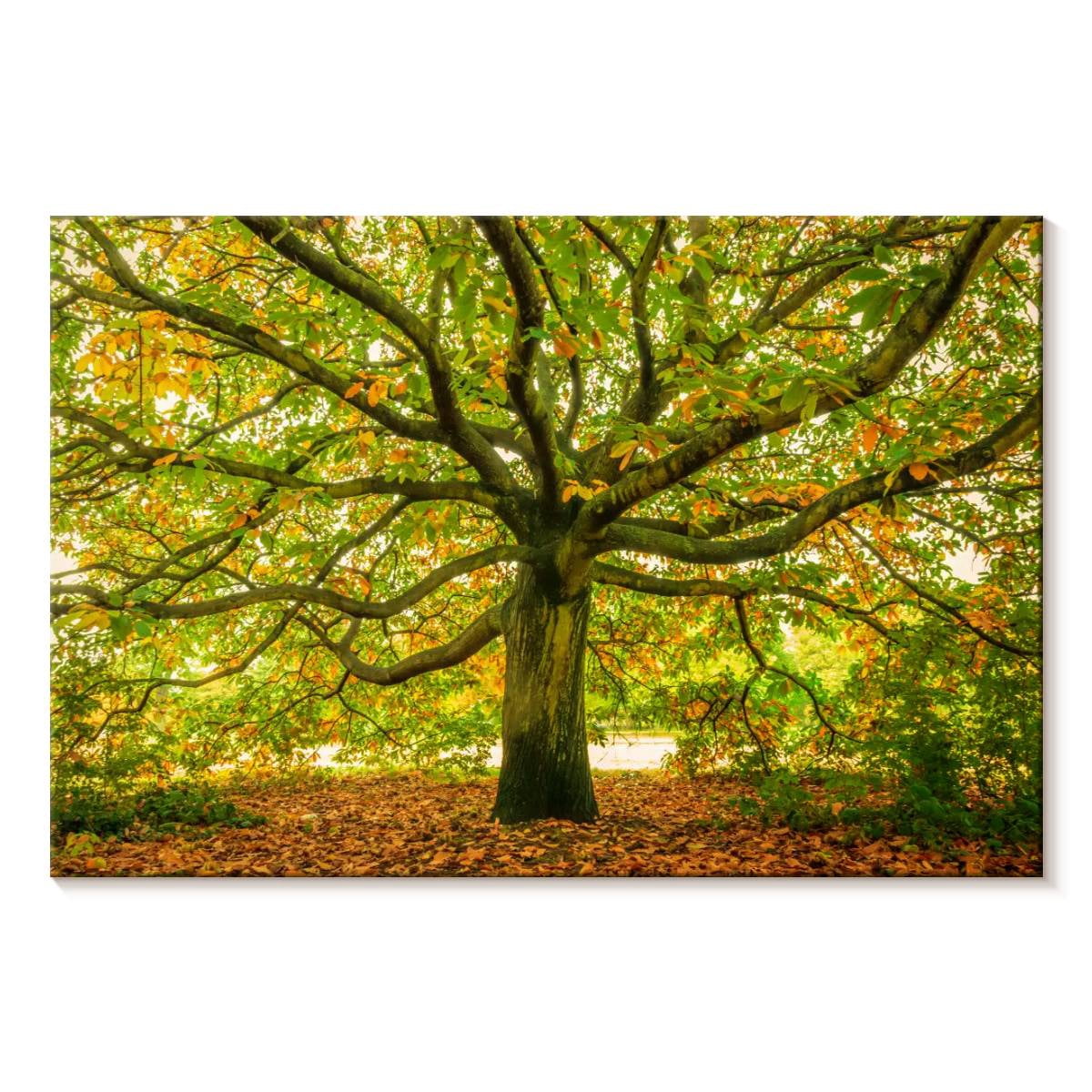 Elephant Stock London Oak Tree Wall Art - Horizontal Canvas Wall Art ...