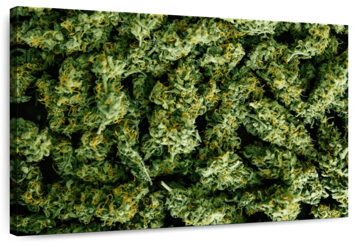 Elephant Stock Marijuana Flower Buds Wall Art - Horizontal Canvas Wall ...