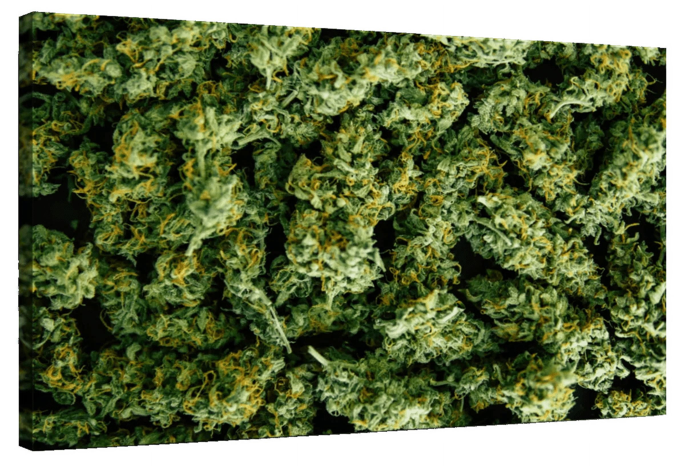 Elephant Stock Marijuana Flower Buds Wall Art - Horizontal Canvas Wall ...