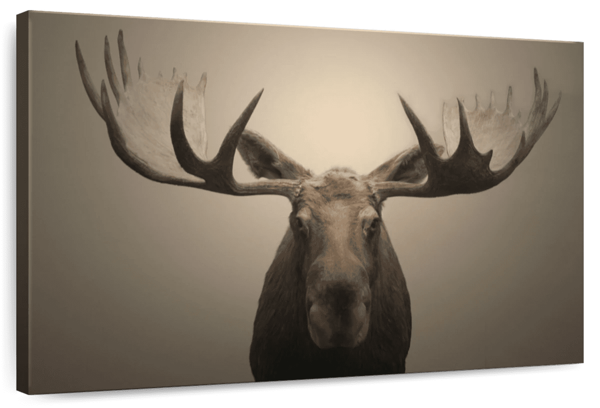 Elephant Stock Moose Portrait Wall Art - Horizontal Canvas Wall Art ...