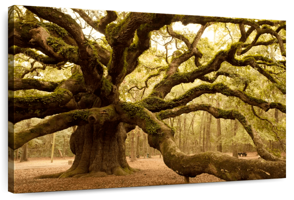 Elephant Stock Mossy Ancient Oak Tree Wall Art - Horizontal Canvas Wall ...