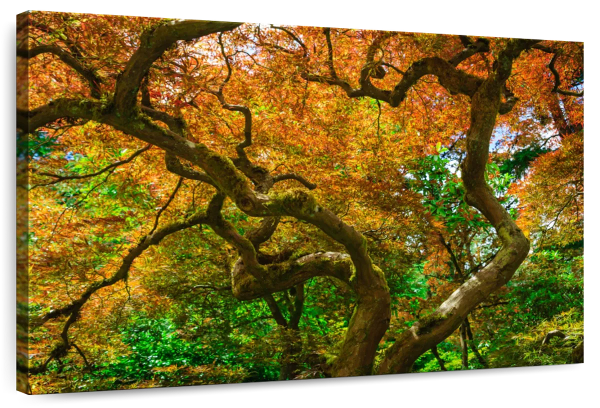 Elephant Stock Mossy Maple Tree Wall Art - Horizontal Canvas Wall Art ...