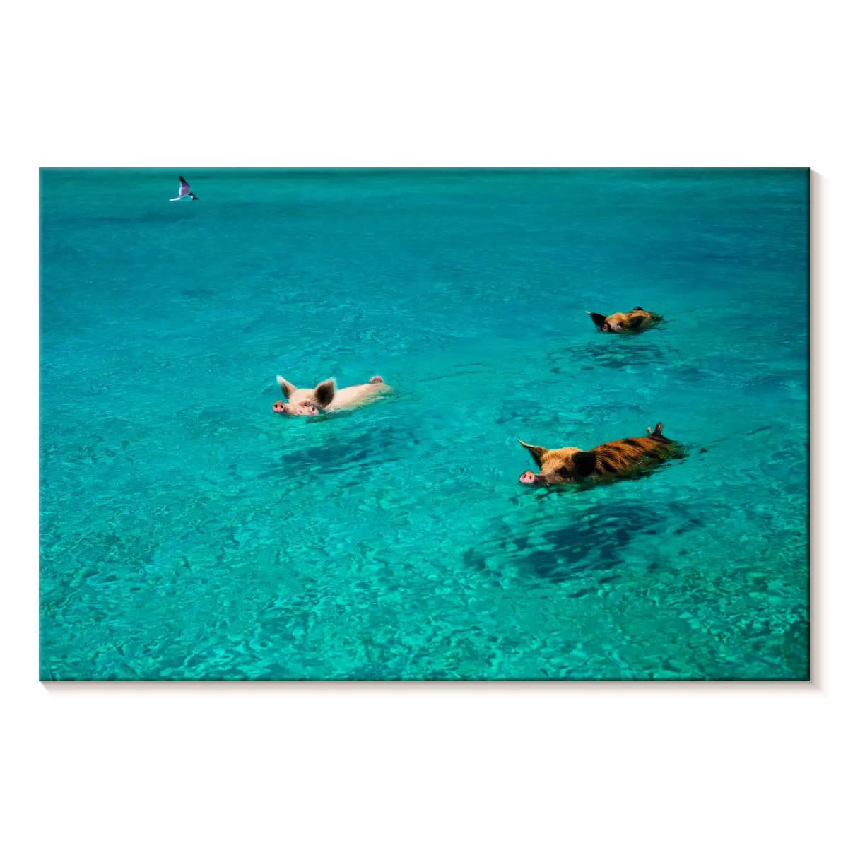 Elephant Stock Pigs In Exuma Cays Wall Art - Horizontal Canvas Wall Art ...