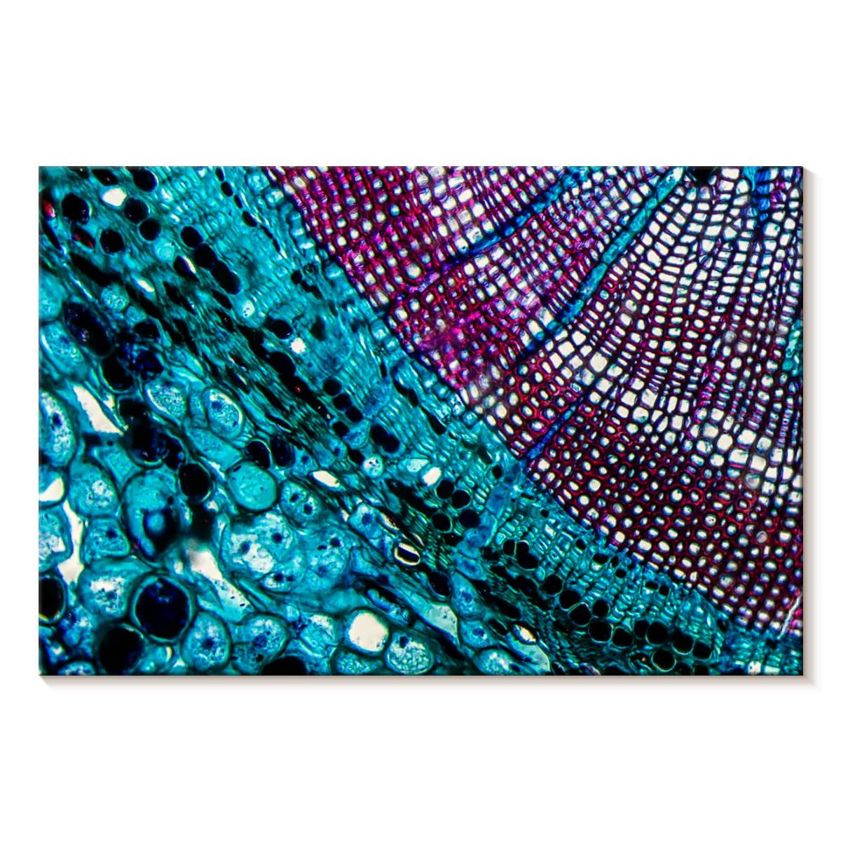 Elephant Stock Pine Stem Under Microscope Wall Art - Horizontal Canvas ...