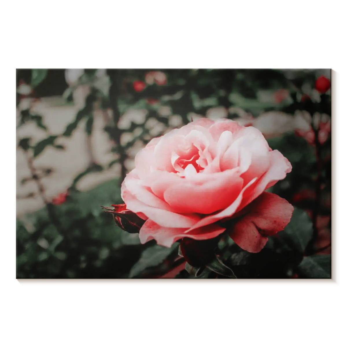 Elephant Stock Pink Rose Wall Art - Horizontal Canvas Wall Art - Living ...