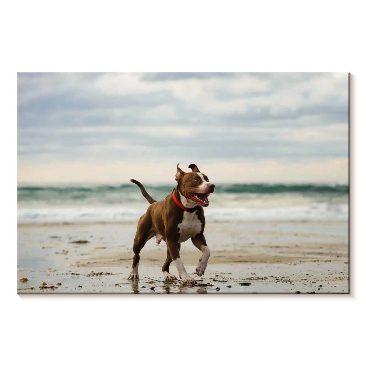 Elephant Stock Pit Bull On Beach Wall Art - Horizontal Canvas Wall Art ...