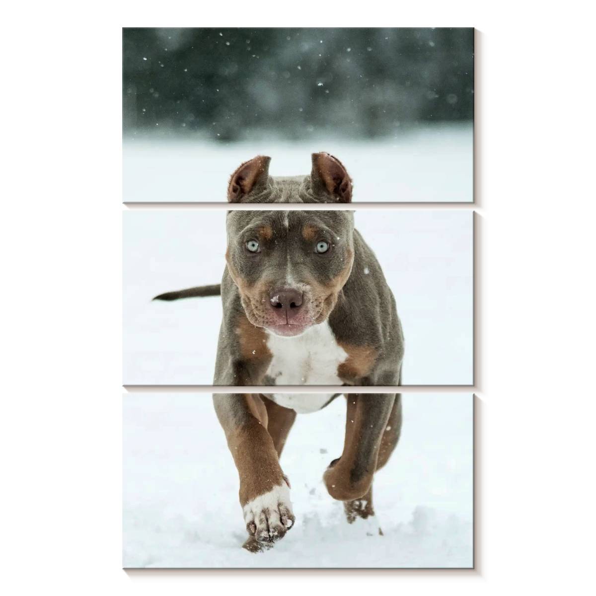 Elephant Stock Pit Bull On Snow Wall Art - Vertical Multi Panel Canvas ...