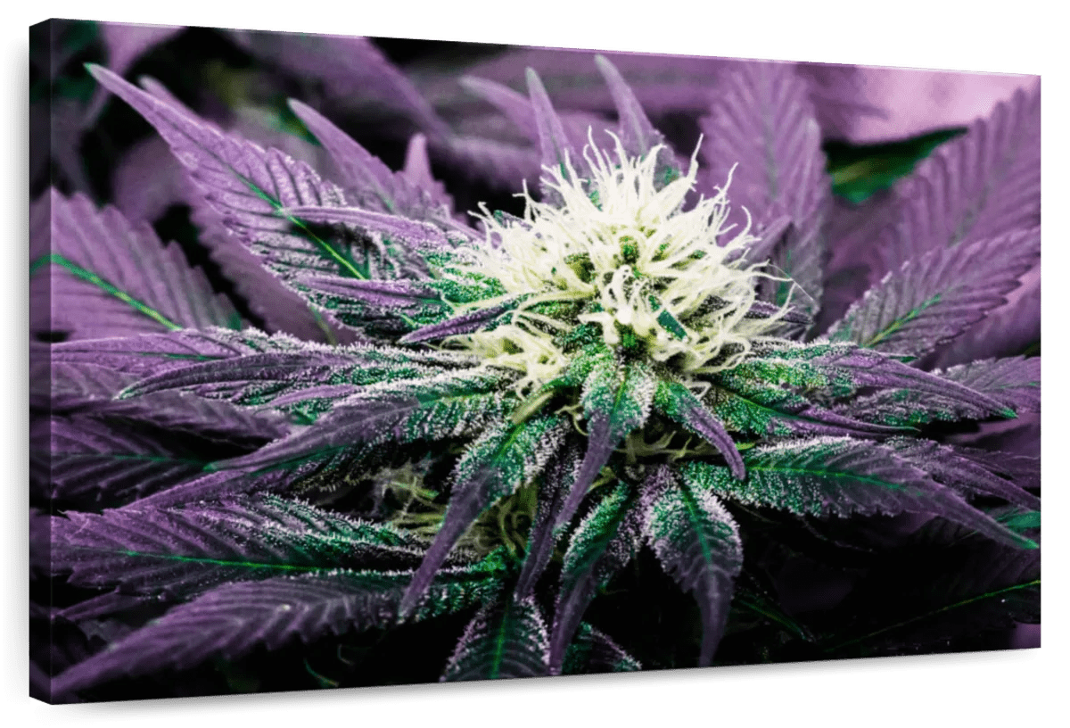 Elephant Stock Rare Cannabis Plant Wall Art - Horizontal Canvas Wall ...