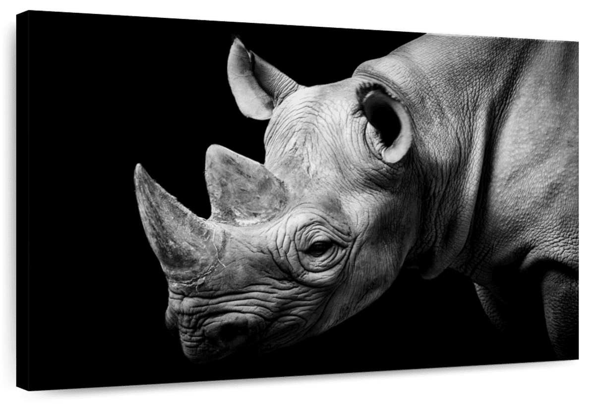 Elephant Stock Rhino In Monochrome Wall Art - Horizontal Canvas Wall ...