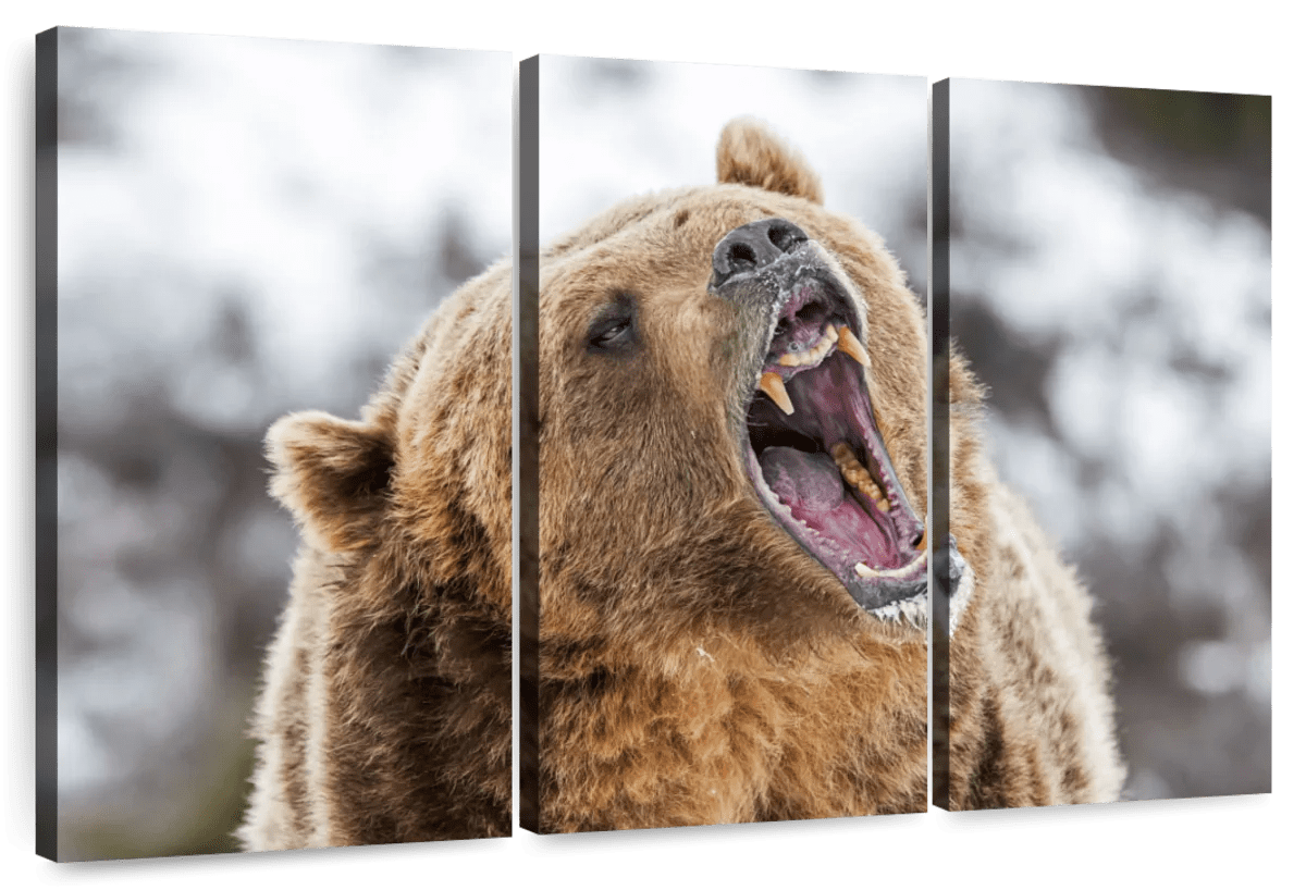 Elephant Stock Roaring Grizzly Bear Wall Art - Horizontal Multi Panel ...