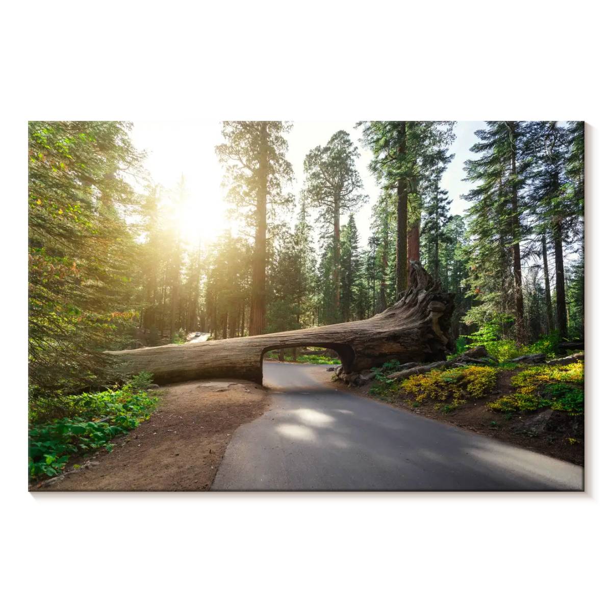 Elephant Stock Sequoia Log Tunnel Road Wall Art - Horizontal Canvas ...