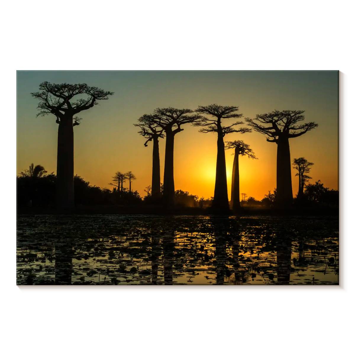 Elephant Stock Silhouetted Morondava Baobab Trees Wall Art - Horizontal ...