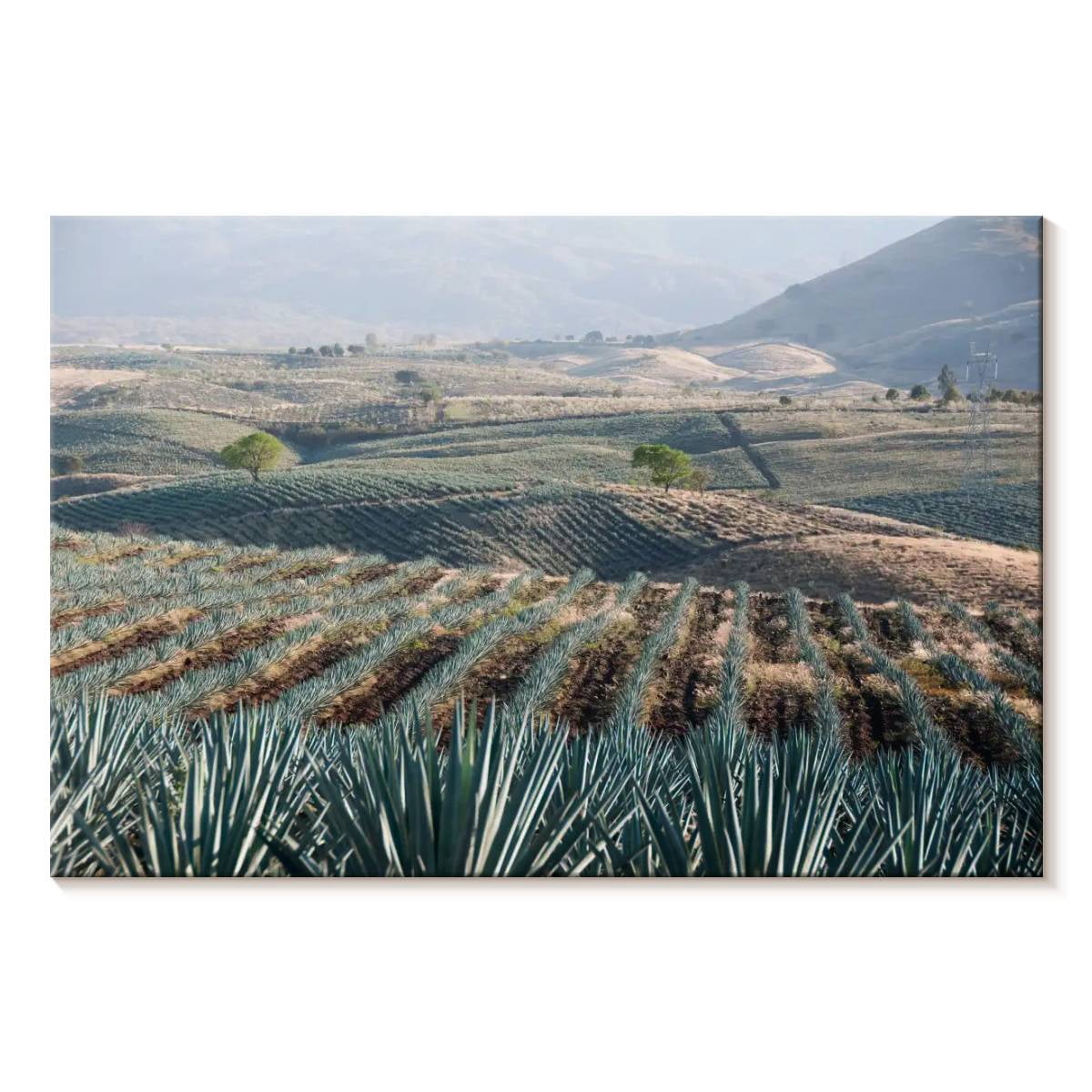 Elephant Stock Tequila Jalisco Agave Field Wall Art - Horizontal Canvas ...