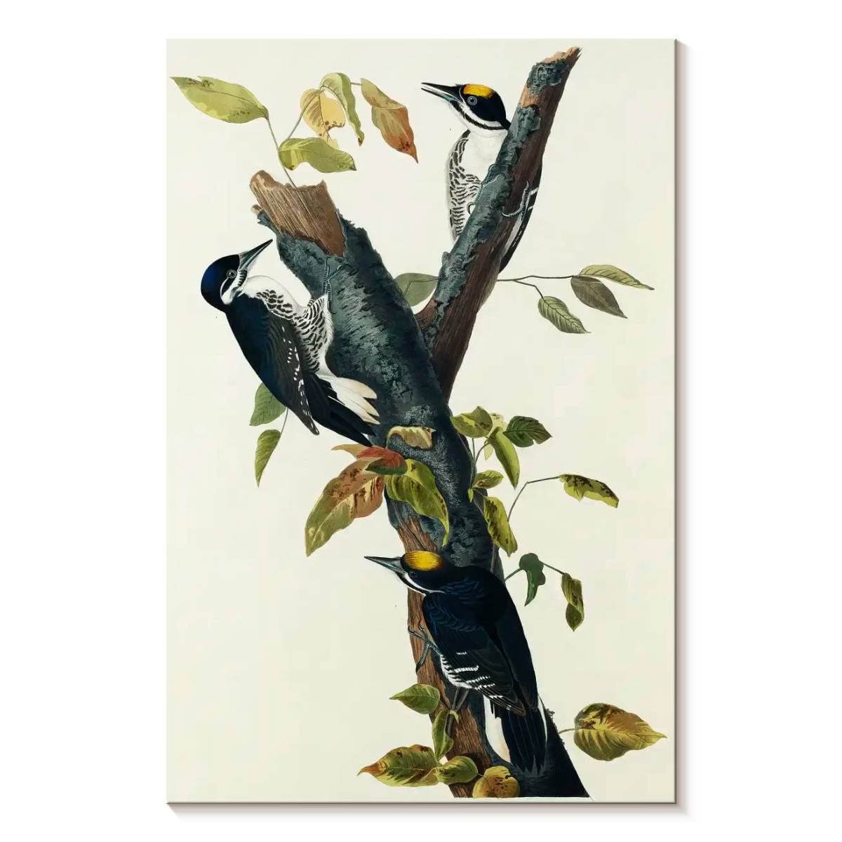 Elephant Stock Three-toed Woodpecker Wall Art - Vertical Canvas Wall ...