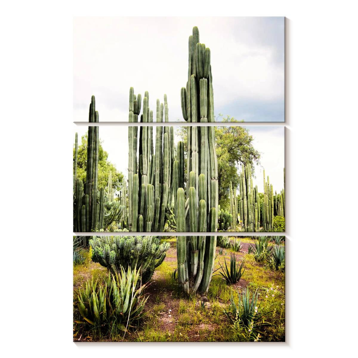 Elephant Stock Viva Mexico - Cardon Cactus I Wall Art - Living Room ...