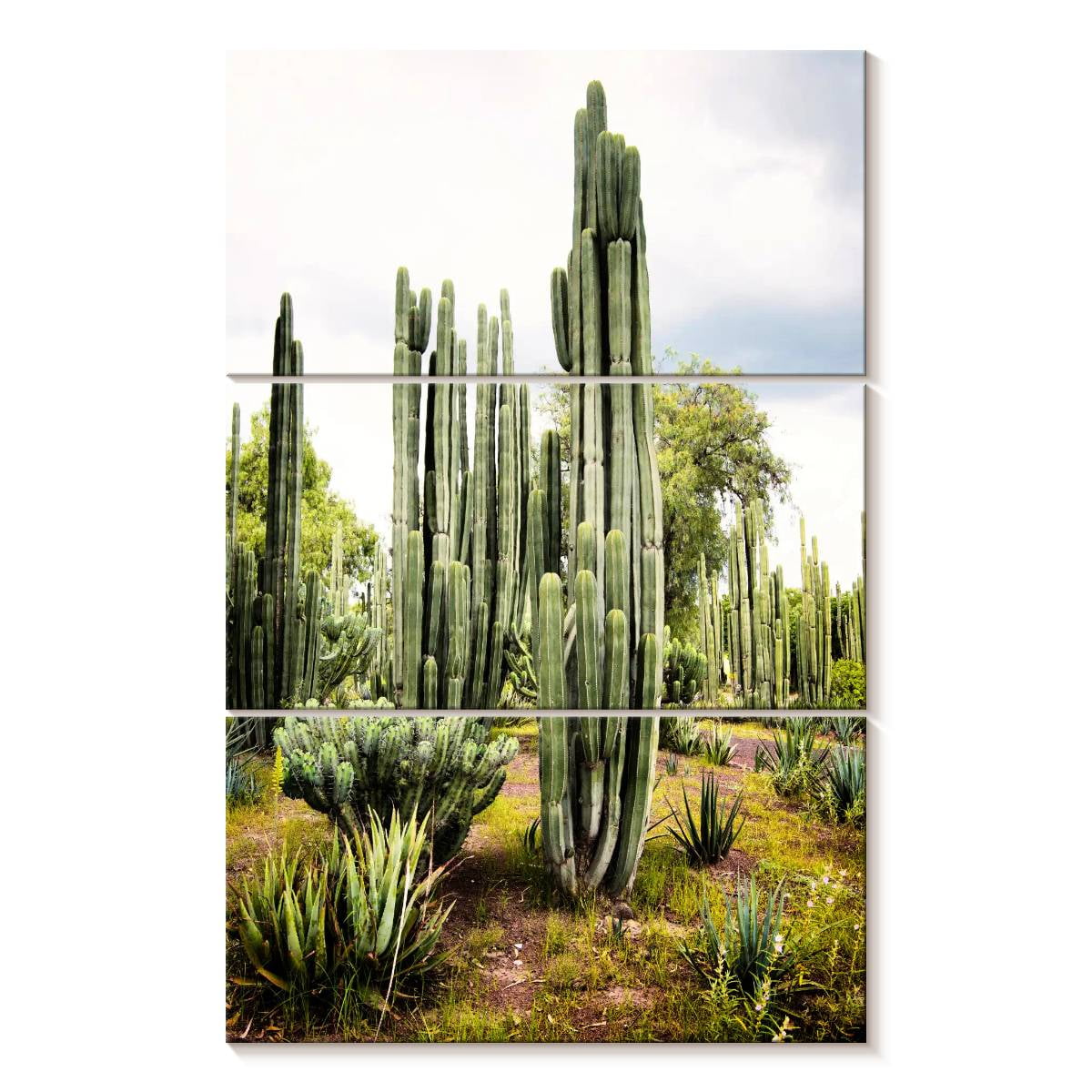 Elephant Stock Viva Mexico - Cardon Cactus I Wall Art - Living Room ...
