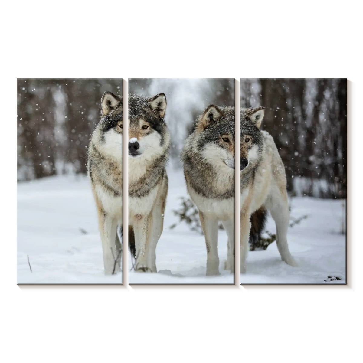 Elephant Stock Wolves In Langedrag Nature Park Wall Art - Horizontal ...